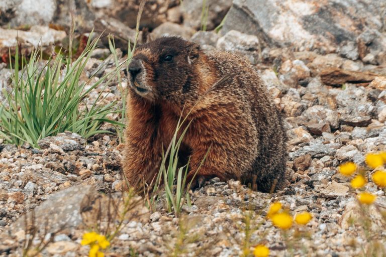 Rocky Mountain National Park Wildlife and Where to See Them