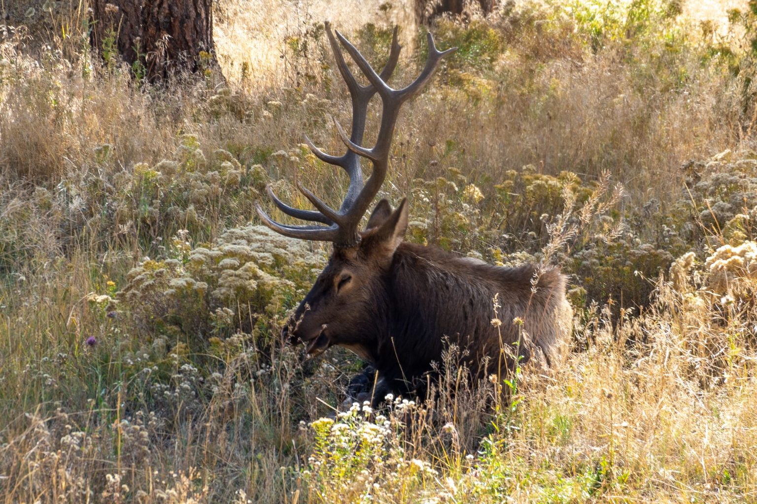 20+ Awe-Inspiring Fall Activities in Colorado That Will Make You Fall ...