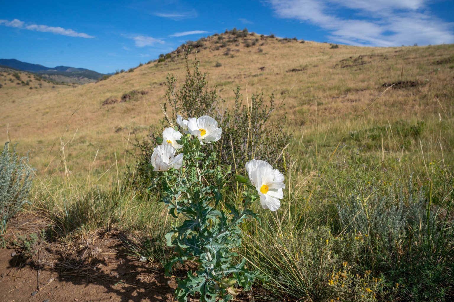 Ultimate Guide to North Table Mountain Park in Golden, Colorado – That ...