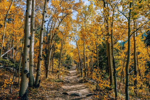 20+ Awe-Inspiring Fall Activities in Colorado That Will Make You Fall ...